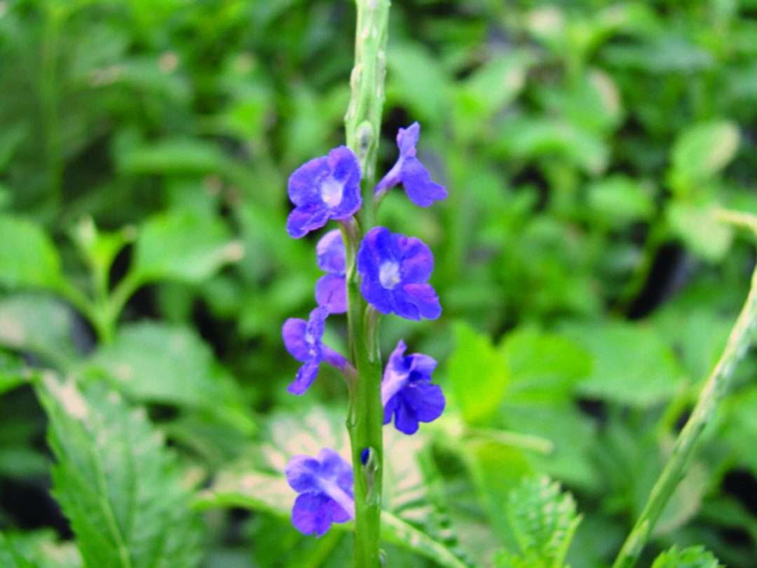 Stachytarpheta Blue (Porter Weed) | Quality Cuttings