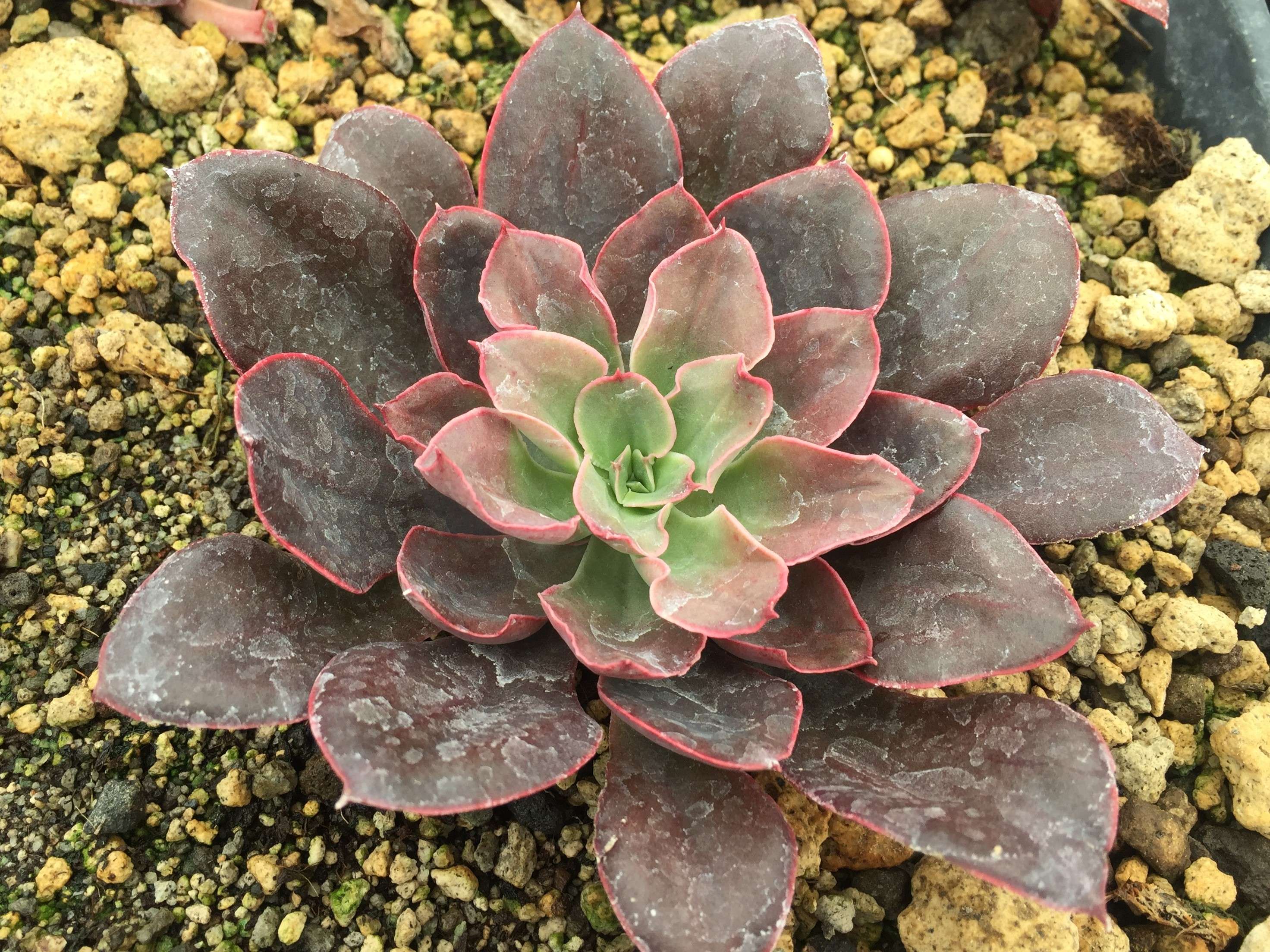 Echeveria Red Prince | Quality Cuttings