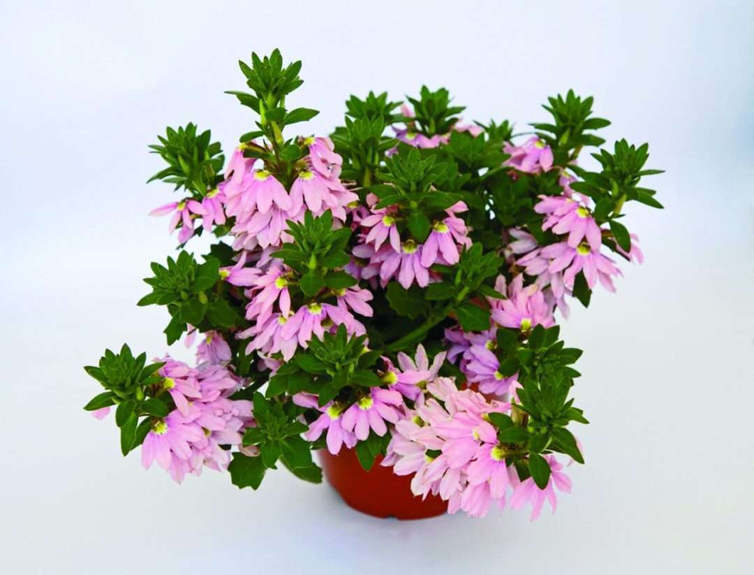 Scaevola aemula ‘Scalora® Top Pot Pink Impr.’ | Quality Cuttings