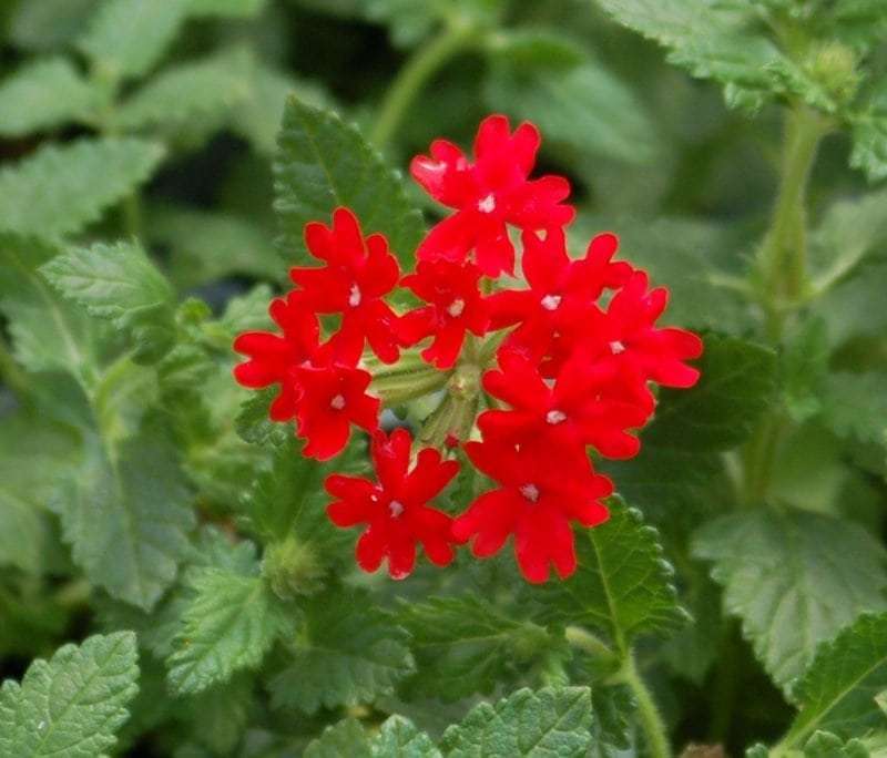 Verbena Homestead Red | Quality Cuttings