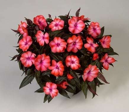 Impatiens, New Guinea Harmony Salmon Cream | Quality Cuttings