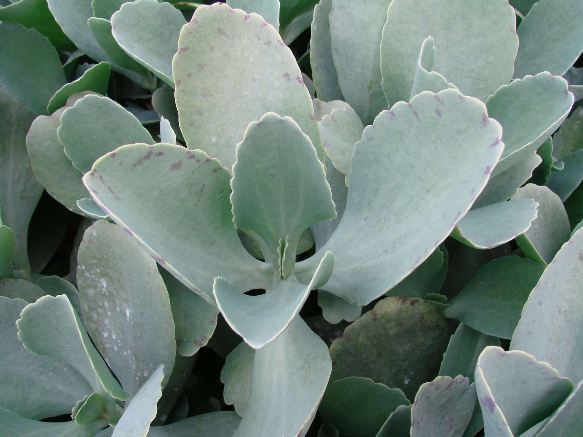 Kalanchoe marmorata | Quality Cuttings