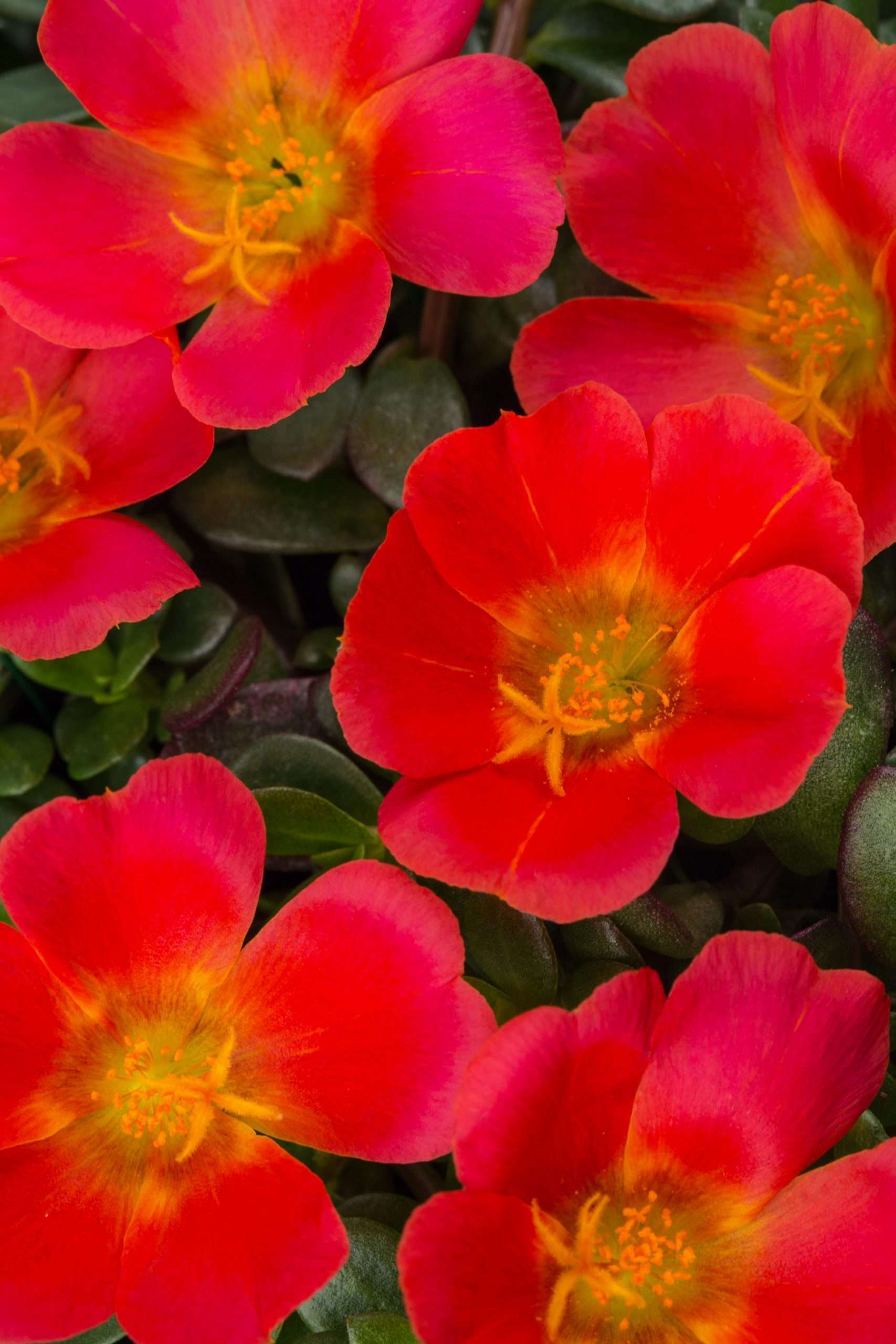 Portulaca oleracea Big Red 62 | Quality Cuttings