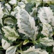 Ajuga Princess Leia | Quality Cuttings