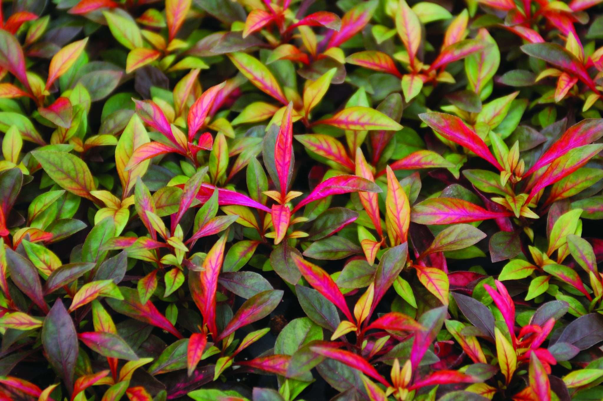 Alternanthera ficoidea 'Red Carpet' - Quality Cuttings
