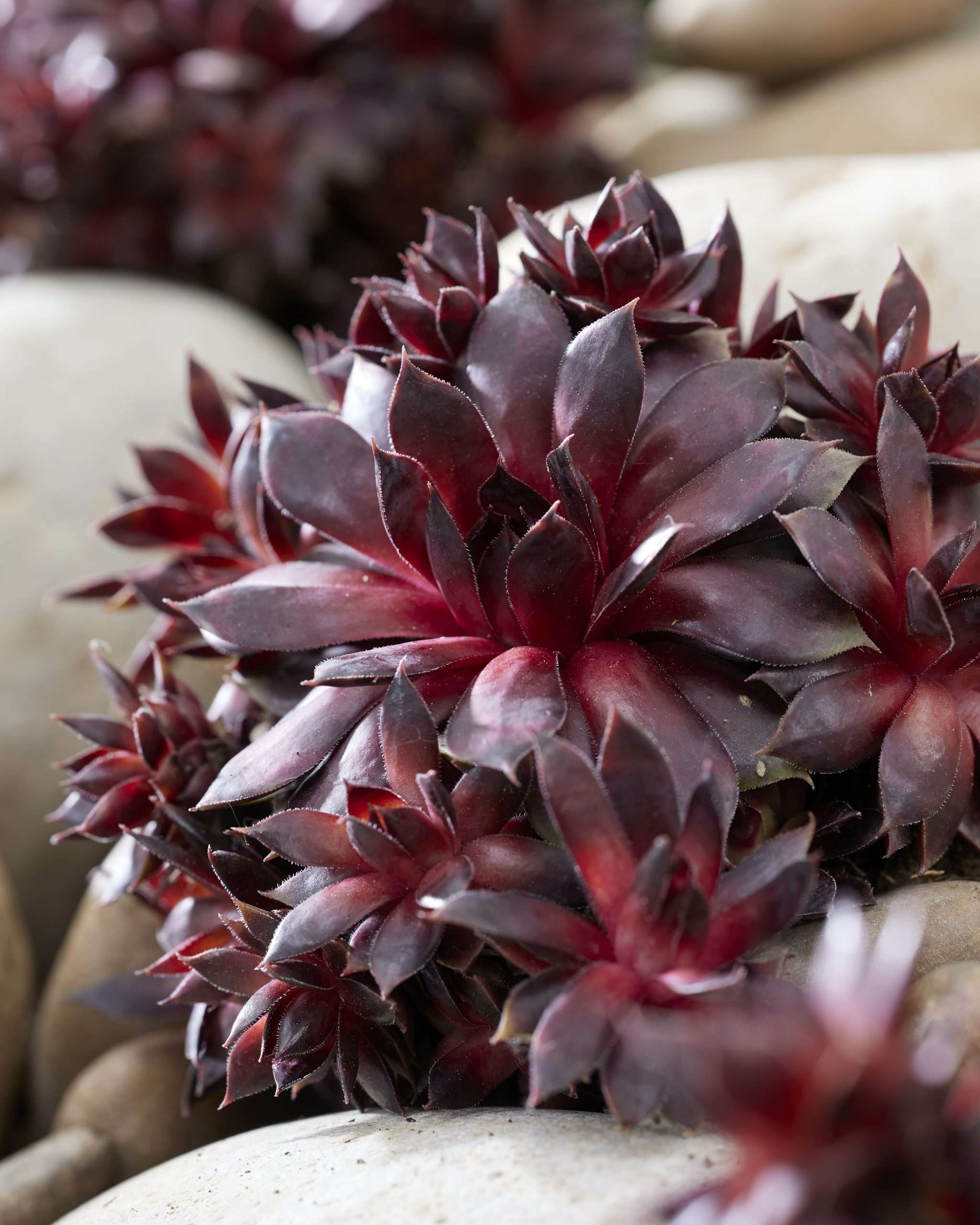 Sempervivum Colorockz™ Blushing Garnet - Quality Cuttings