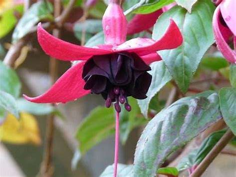 Fuchsia 'Blacky' - Quality Cuttings