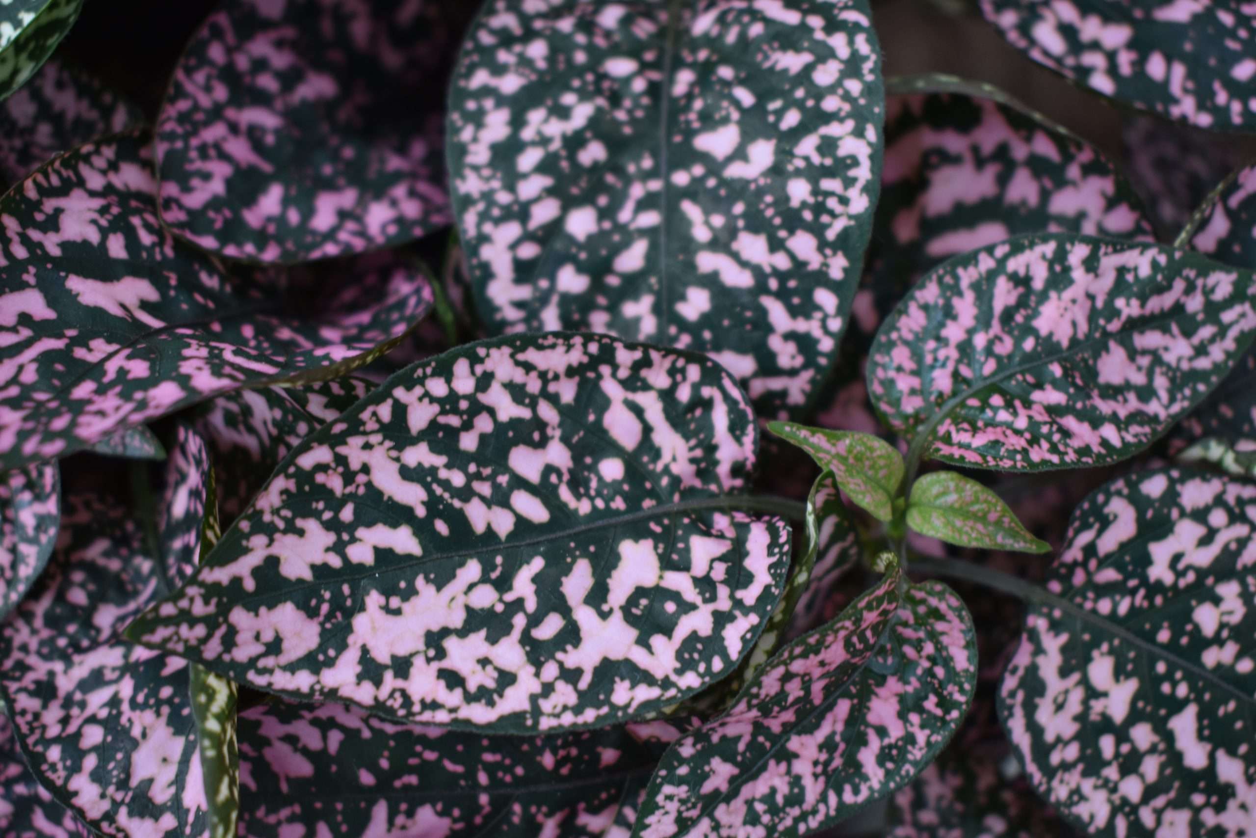 Hypoestes 'Lotty Dotty Pink' 014.002 - Quality Cuttings