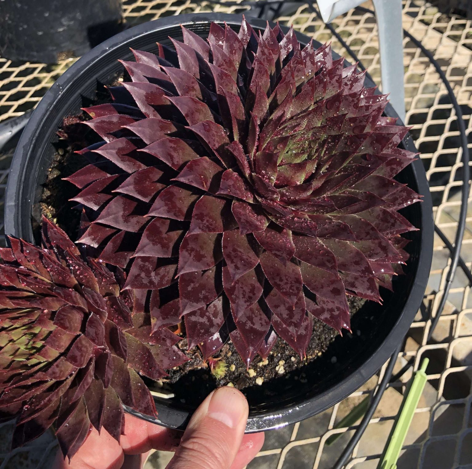 Sempervivum SUPERSEMPS® Ruby PP 33074 - Quality Cuttings