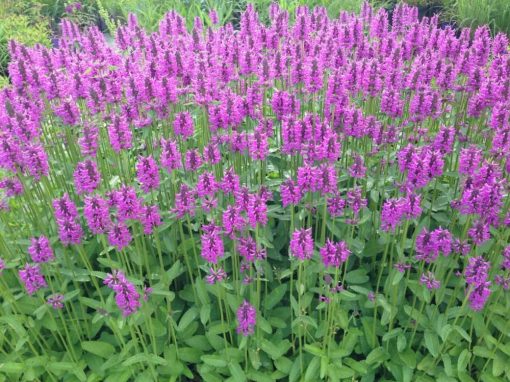 Stachys (Betony) Summer Romance (PP30,243) - Quality Cuttings